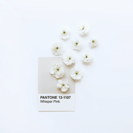 Pantone CMYK Colour 50mm Ribbon - Colour Ribbon To Your Exact Colour